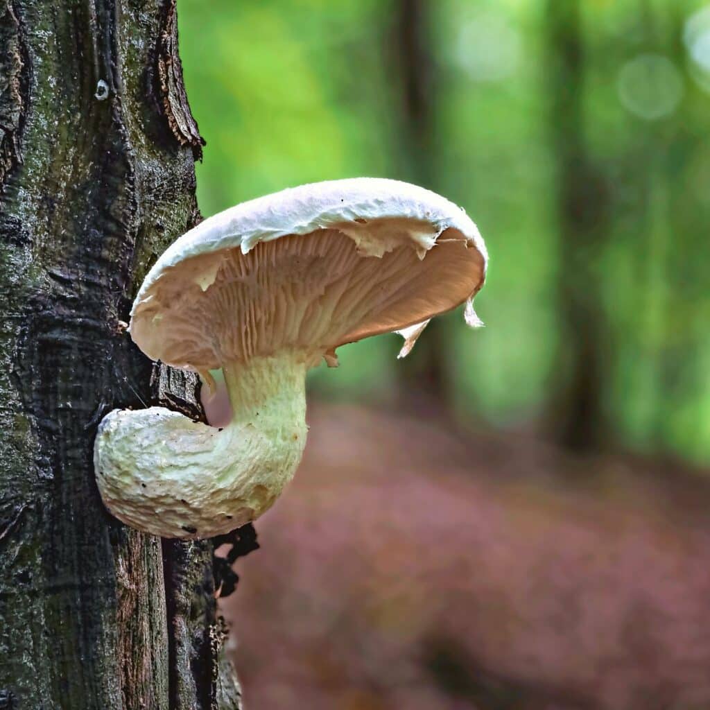 Oysters - Mushroom Appreciation