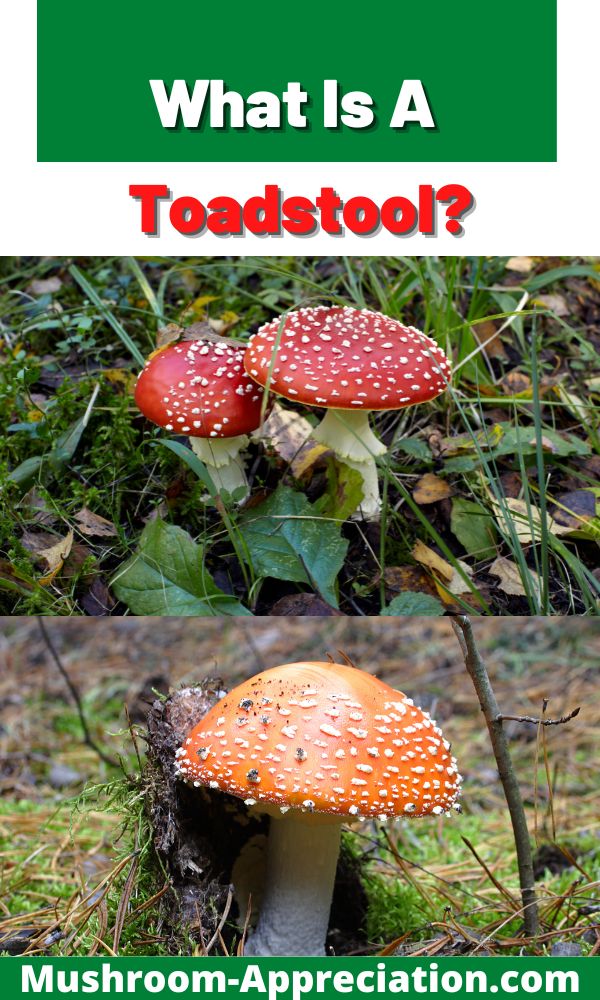 What Is A Toadstool? - Mushroom Appreciation