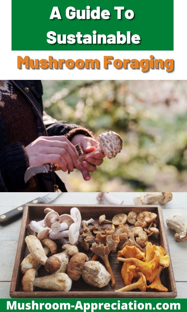 A Guide To Sustainable Mushroom Foraging - Mushroom Appreciation