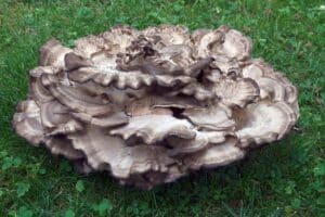 Berkeley's Polypore: Identification, Foraging, and Culinary ...