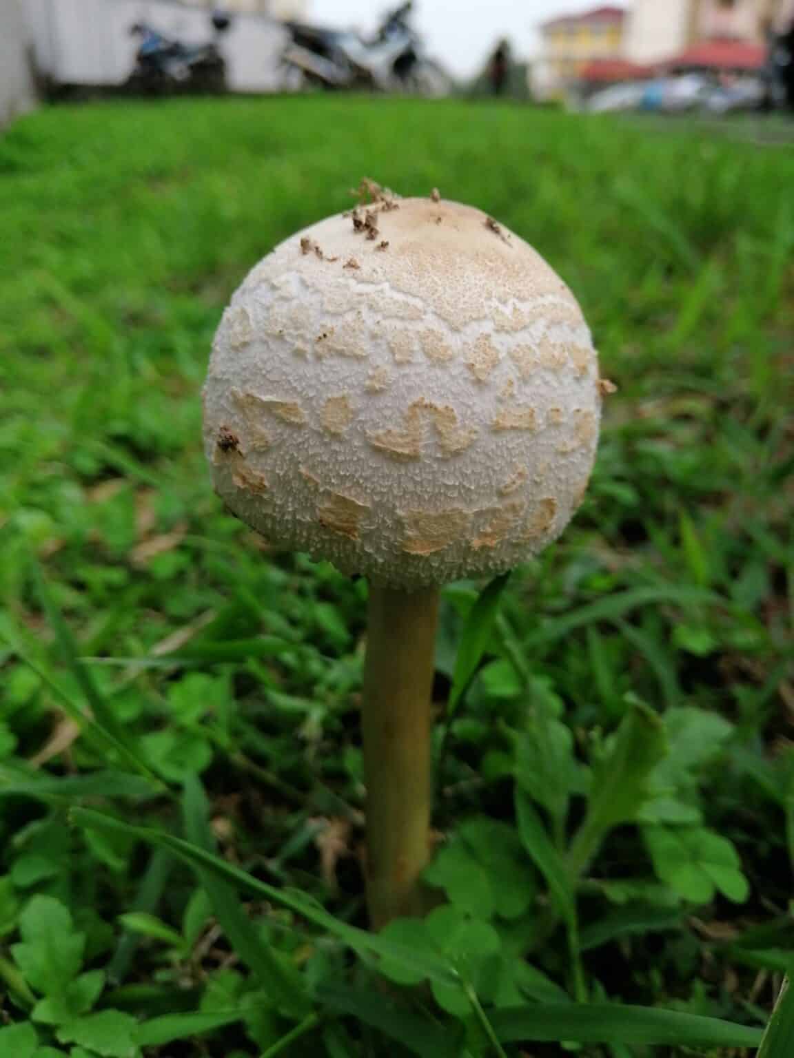 Toxic False Parasol Identification and Lookalikes - Mushroom Appreciation