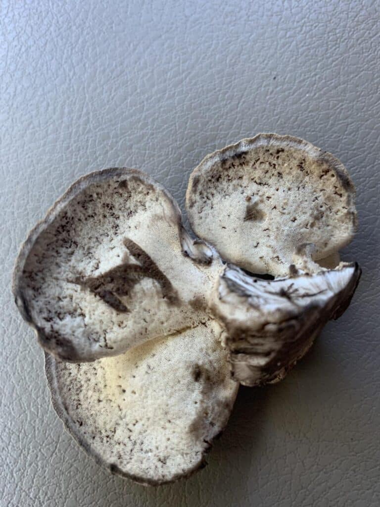 Black Staining Polypore: Identification and Foraging Guide - Mushroom ...