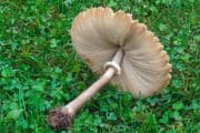 Toxic False Parasol Identification and Lookalikes - Mushroom Appreciation