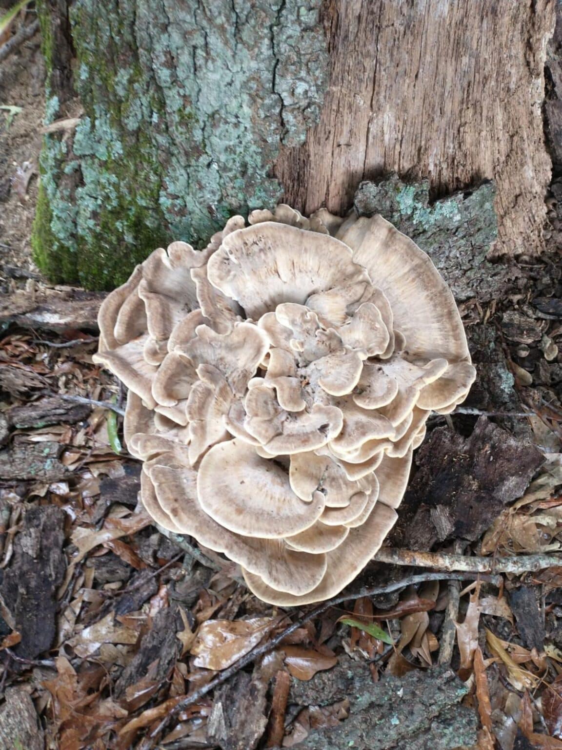 Oak Bracket Mushroom: Identification and Lookalikes - Mushroom Appreciation