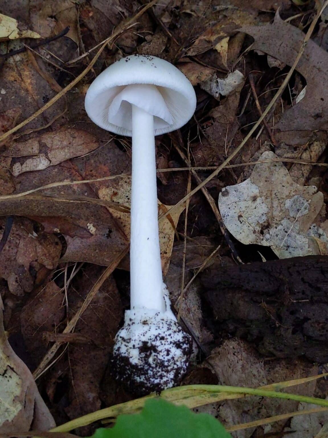 What Is A Toadstool? - Mushroom Appreciation