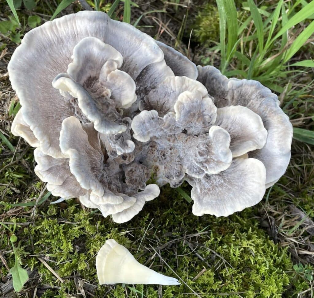 Black Staining Polypore: Identification and Foraging Guide - Mushroom ...