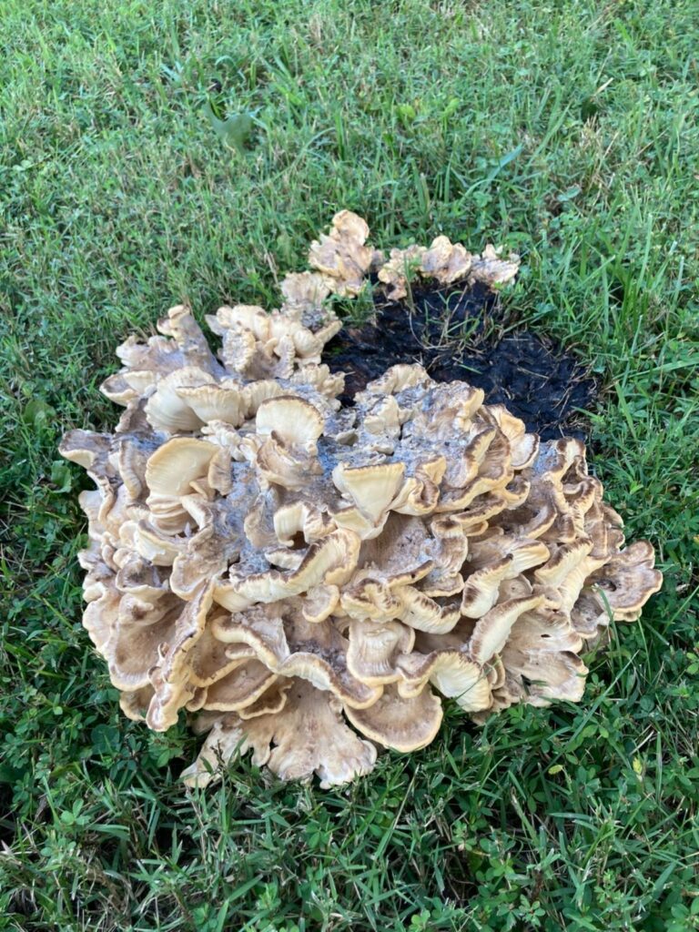 Black Staining Polypore: Identification and Foraging Guide - Mushroom ...