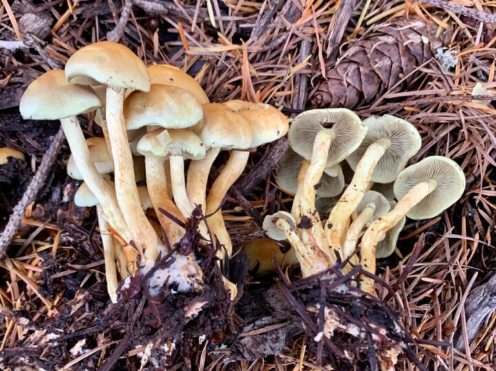 Brick Cap Mushrooms: Identification and Foraging Guide - Mushroom ...