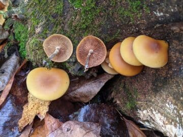 What Is A Toadstool? - Mushroom Appreciation