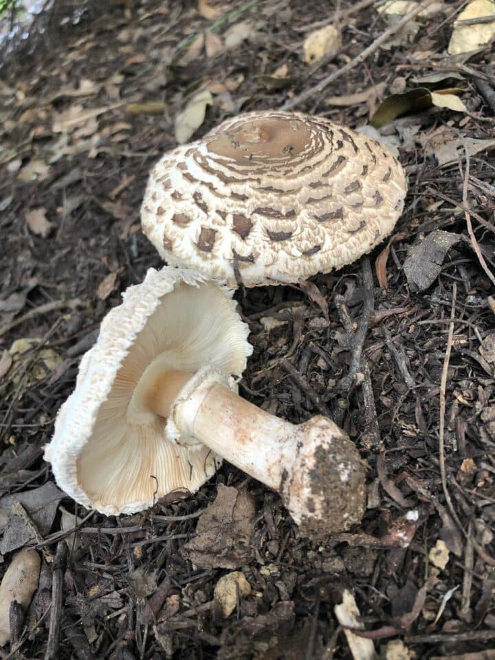 Toxic False Parasol Identification and Lookalikes - Mushroom Appreciation