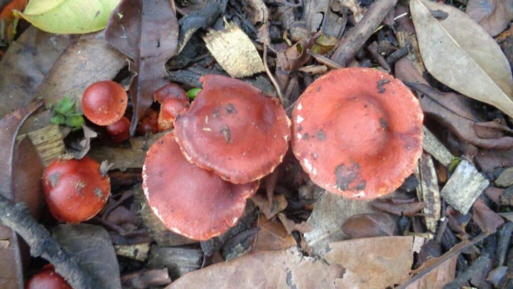 Brick Cap Mushrooms: Identification and Foraging Guide - Mushroom ...