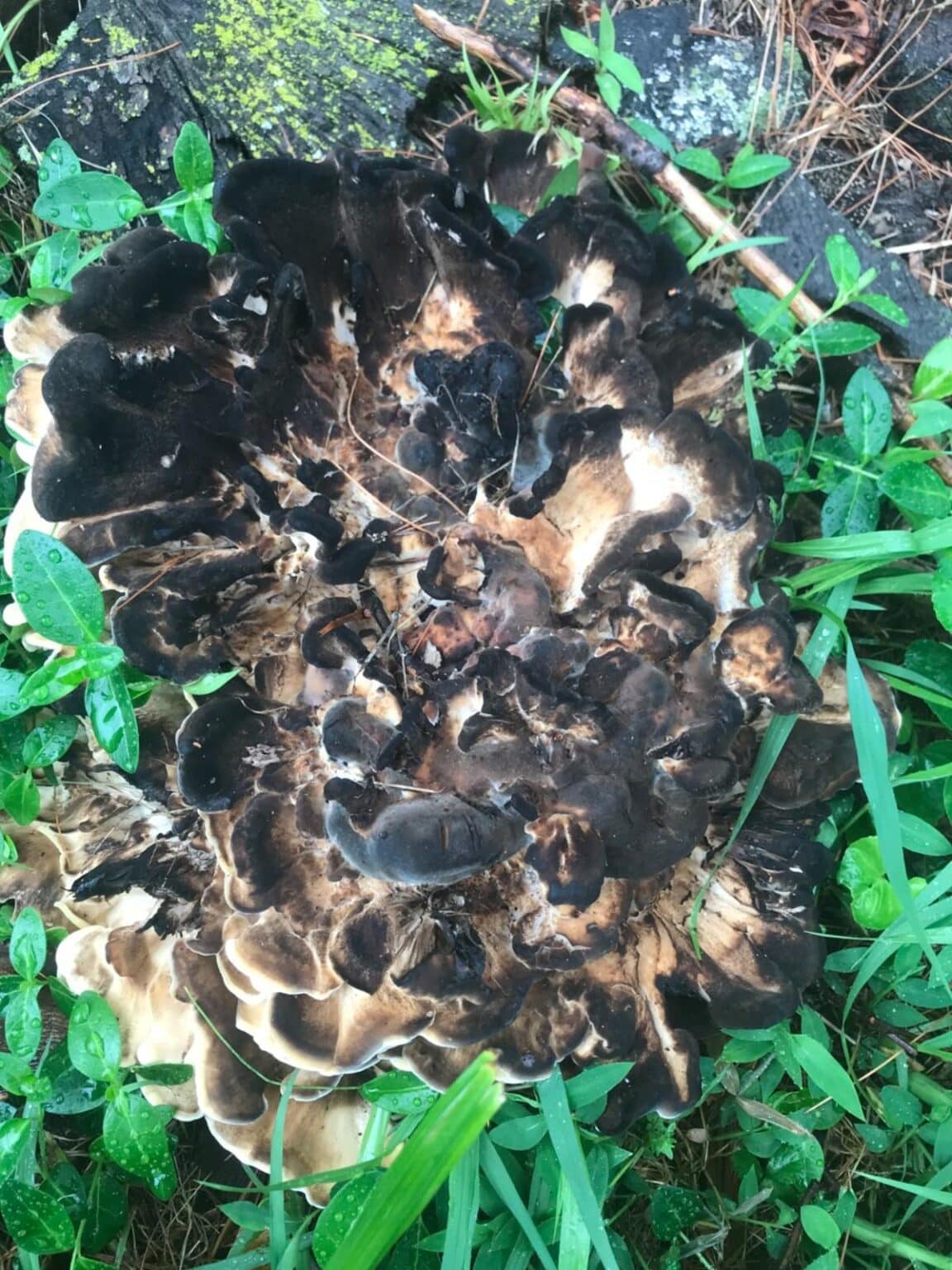 Black Staining Polypore: Identification and Foraging Guide - Mushroom ...