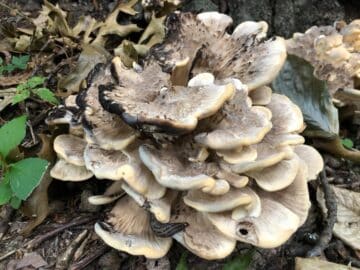 Black Staining Polypore: Identification and Foraging Guide - Mushroom ...