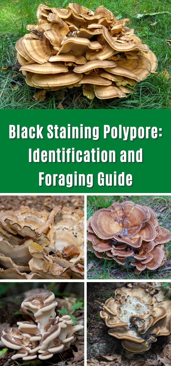 Black Staining Polypore: Identification and Foraging Guide - Mushroom ...