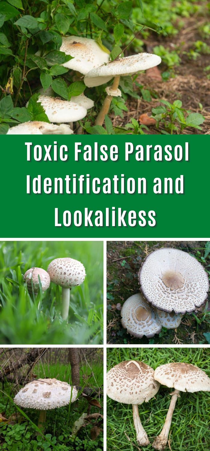 Toxic False Parasol Identification and Lookalikes - Mushroom Appreciation