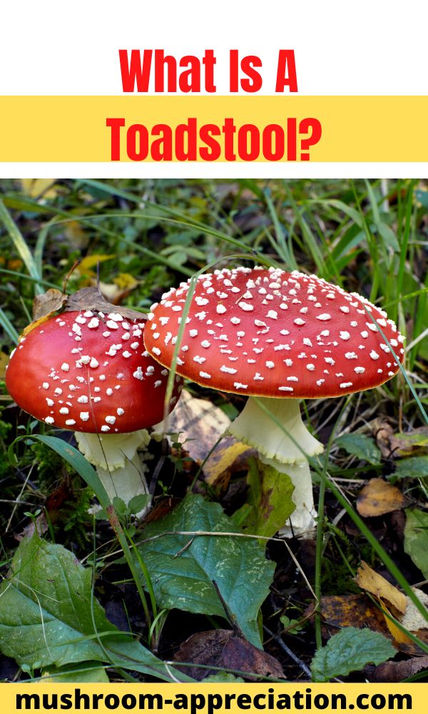 What Is A Toadstool? - Mushroom Appreciation