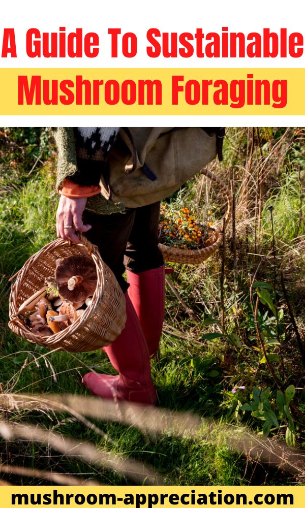 A Guide To Sustainable Mushroom Foraging - Mushroom Appreciation