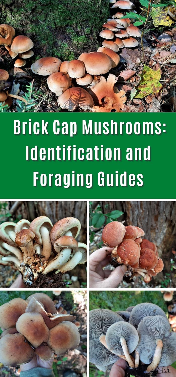 Brick Cap Mushrooms: Identification and Foraging Guide - Mushroom ...