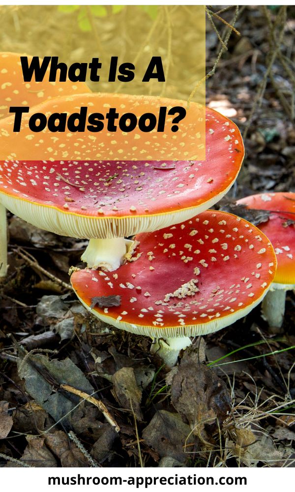 What Is A Toadstool? - Mushroom Appreciation