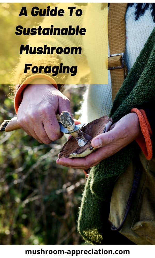 A Guide To Sustainable Mushroom Foraging - Mushroom Appreciation