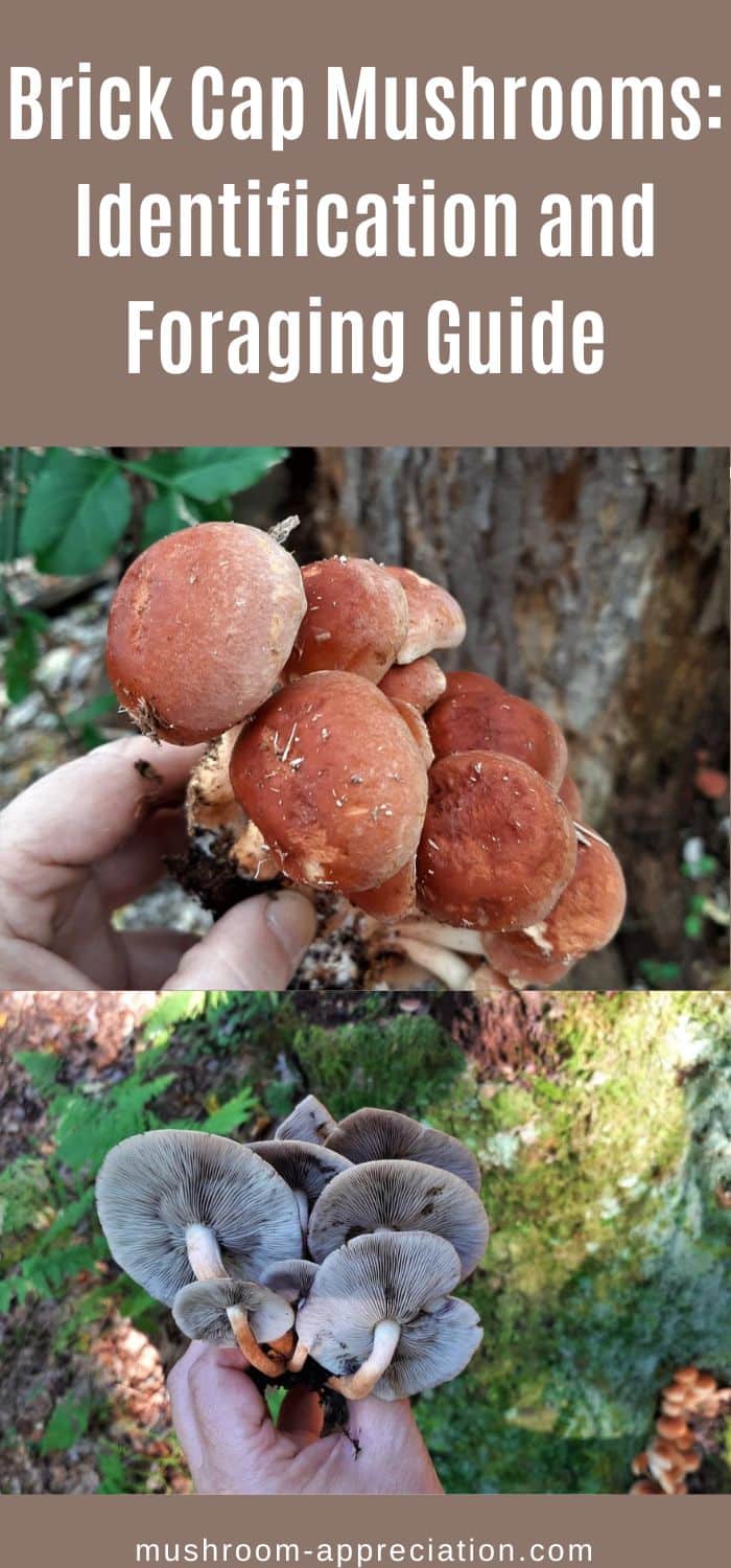 Brick Cap Mushrooms: Identification and Foraging Guide - Mushroom ...