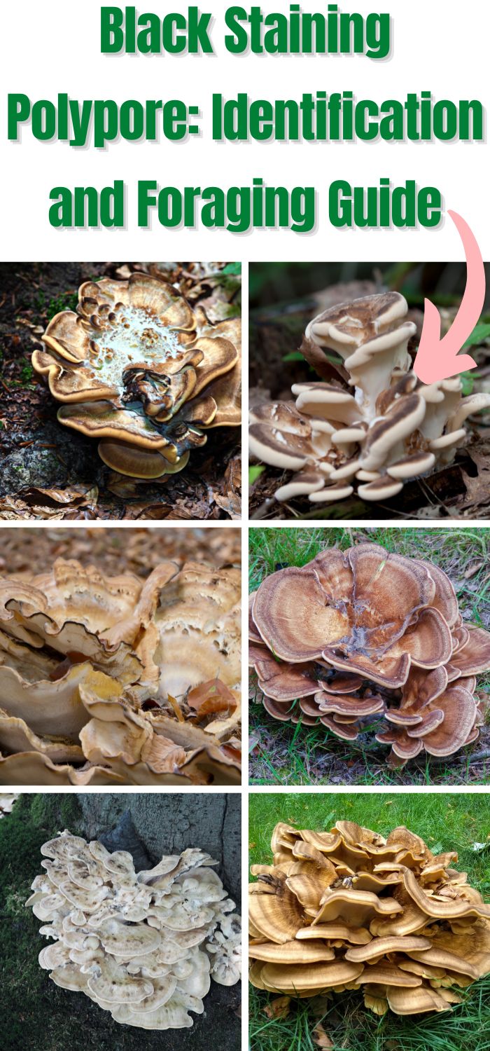 Black Staining Polypore: Identification and Foraging Guide - Mushroom ...