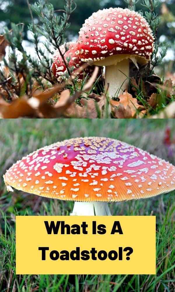 What Is A Toadstool? - Mushroom Appreciation