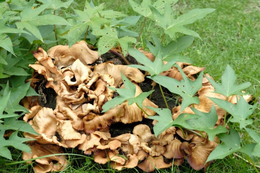 Black Staining Polypore: Identification and Foraging Guide - Mushroom ...