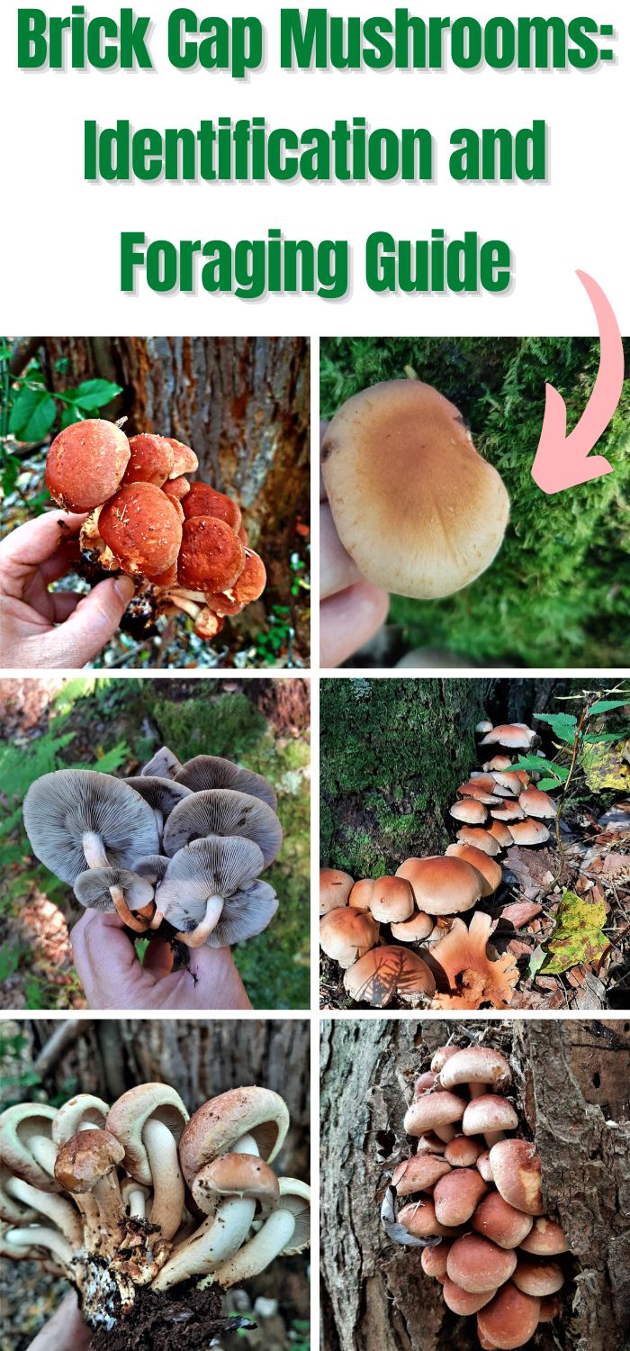 Brick Cap Mushrooms: Identification and Foraging Guide - Mushroom ...