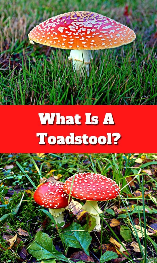 What Is A Toadstool? - Mushroom Appreciation
