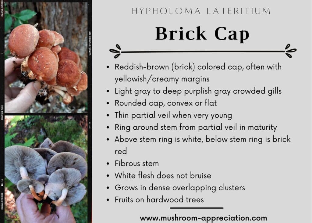 Brick Cap Mushrooms: Identification and Foraging Guide - Mushroom ...