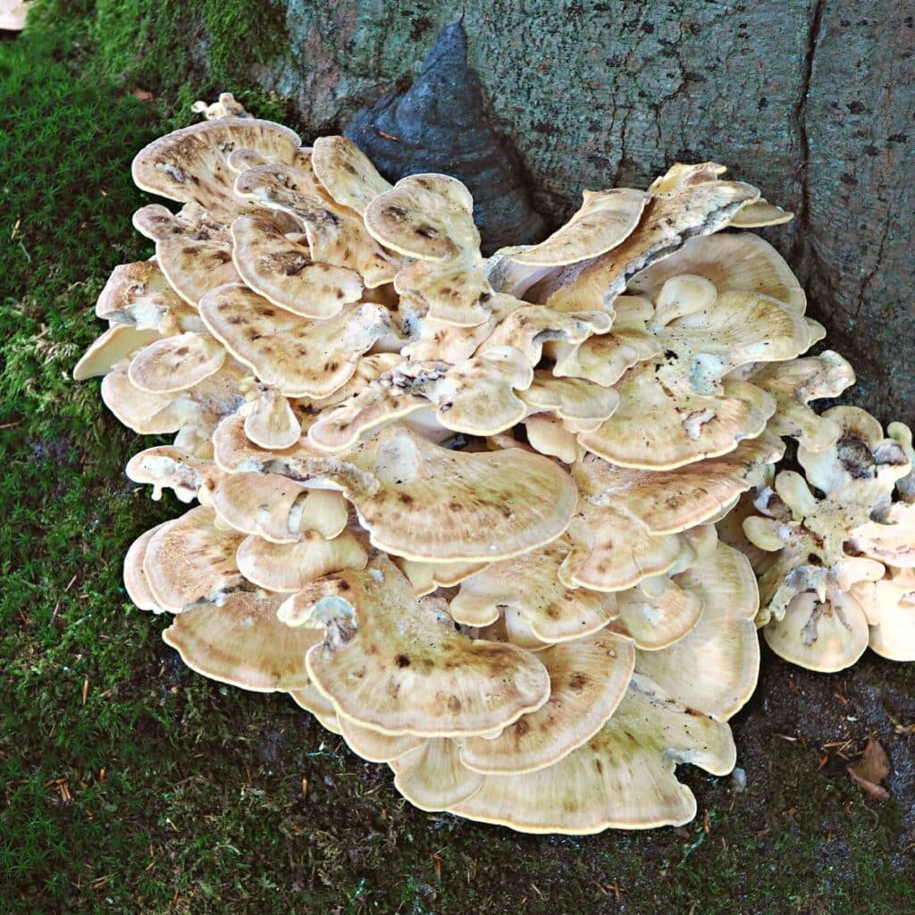 Polypores - Mushroom Appreciation
