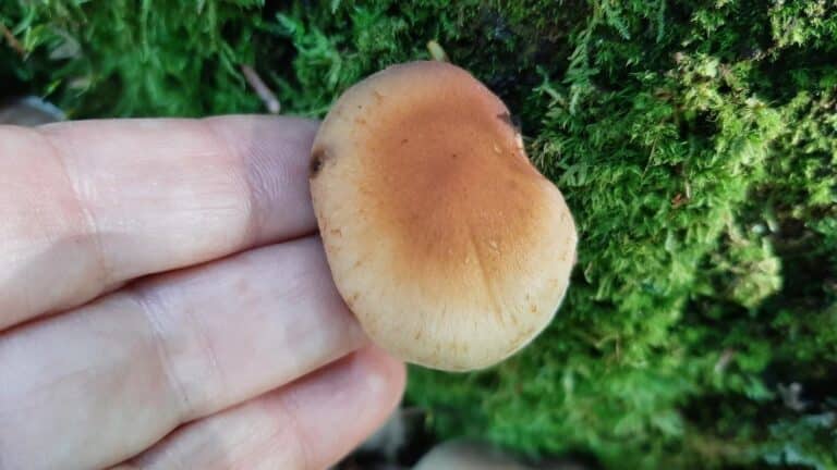 Brick Cap Mushrooms: Identification and Foraging Guide - Mushroom ...