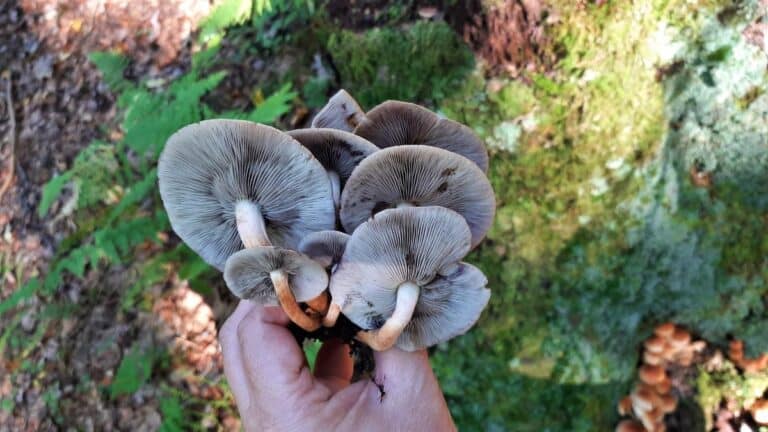 Brick Cap Mushrooms: Identification and Foraging Guide - Mushroom ...