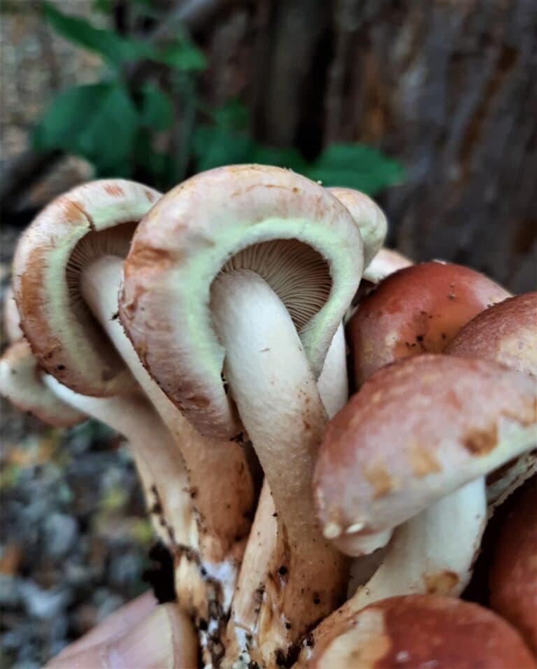 Brick Cap Mushrooms: Identification and Foraging Guide - Mushroom ...
