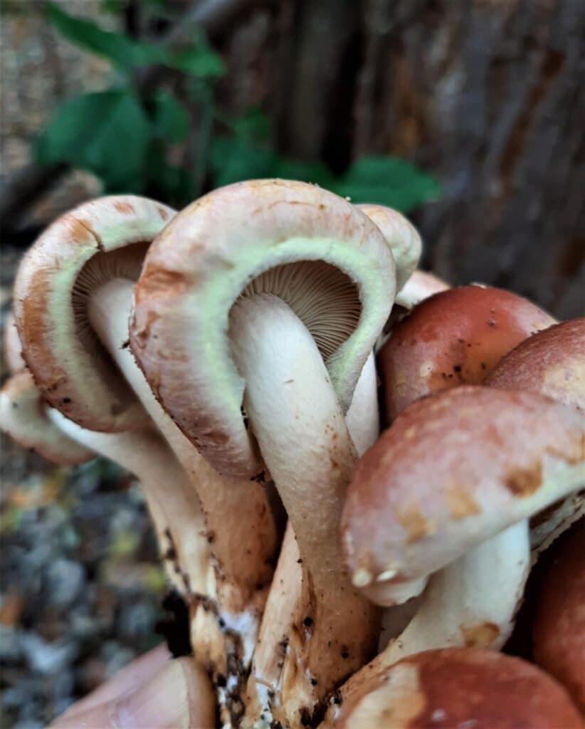 Brick Cap Mushrooms: Identification and Foraging Guide - Mushroom ...