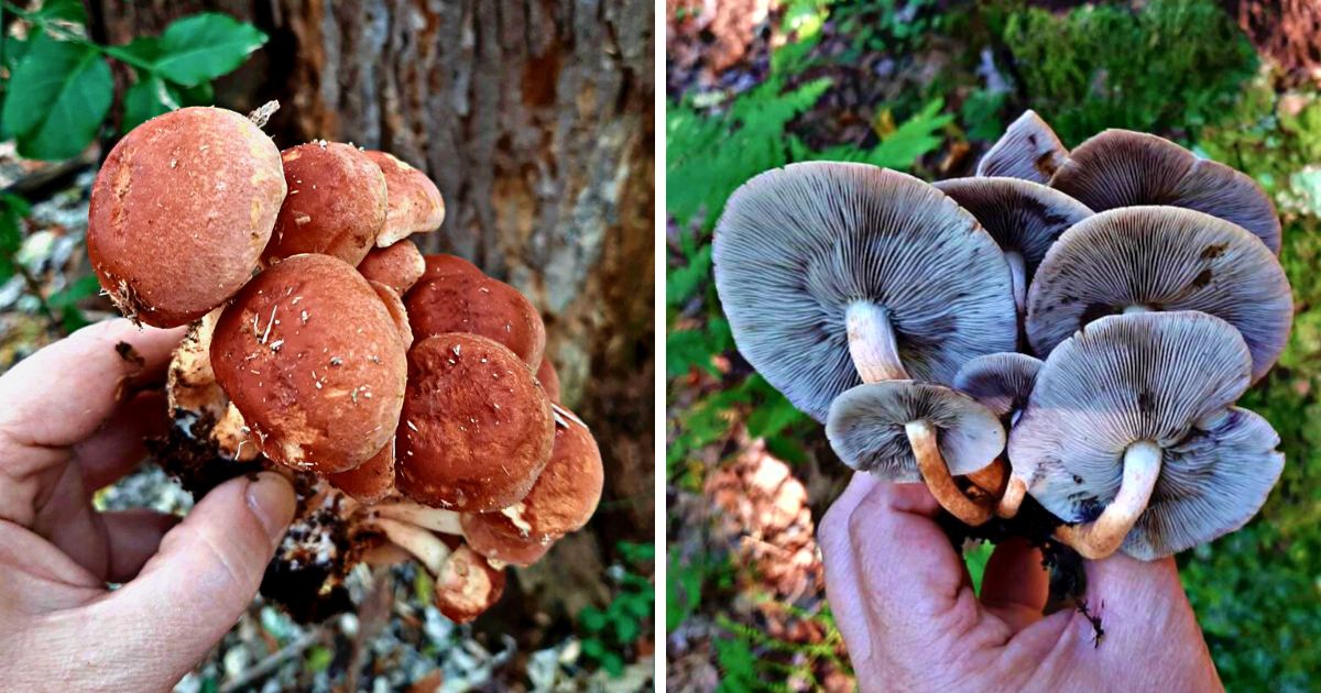 Brick Cap Mushrooms: Identification and Foraging Guide - Mushroom ...