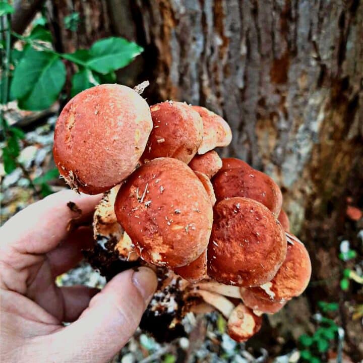 A Guide To Sustainable Mushroom Foraging - Mushroom Appreciation