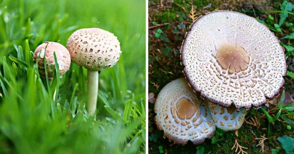 Parasol Mushrooms: Identification, Foraging, and Troublesome Lookalikes ...