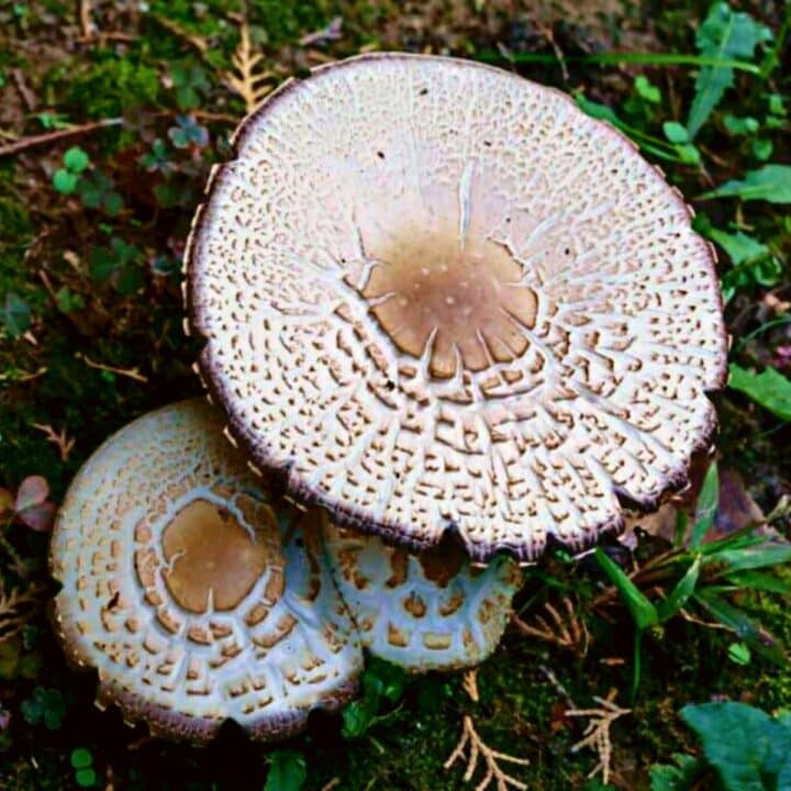 Poisonous Mushrooms - Mushroom Appreciation