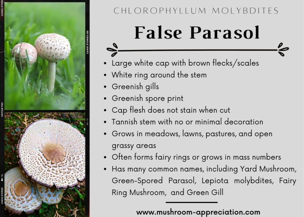Toxic False Parasol Identification and Lookalikes - Mushroom Appreciation