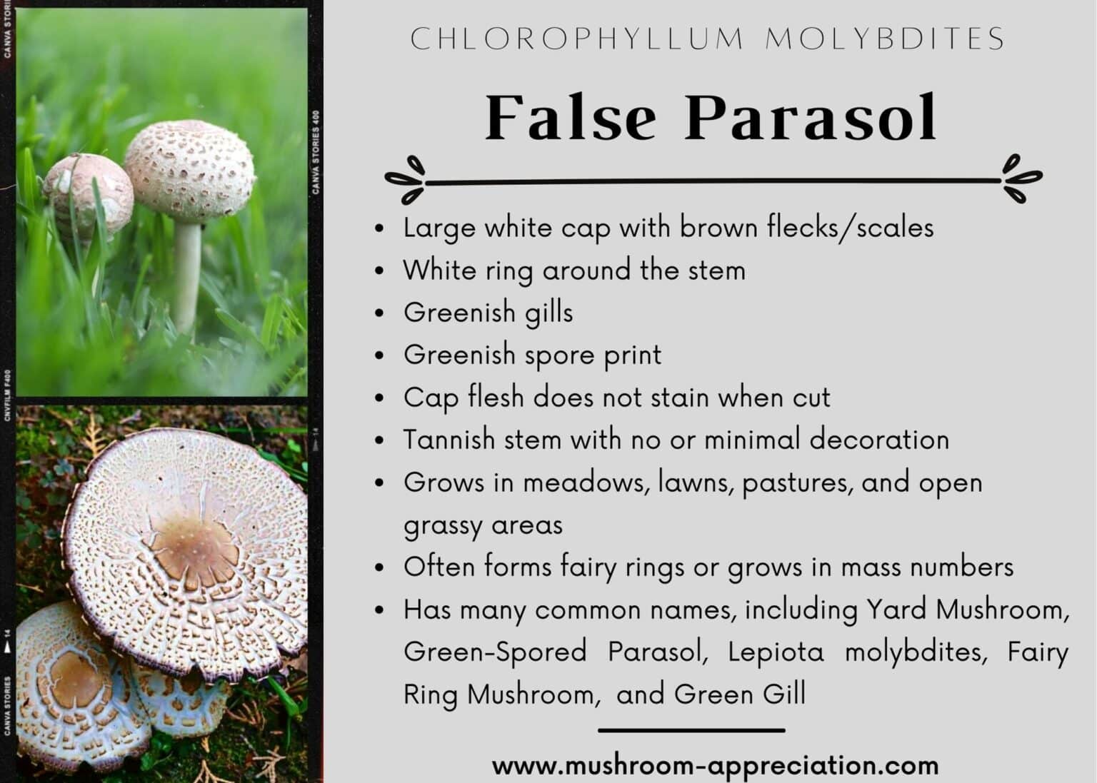 Toxic False Parasol Identification and Lookalikes - Mushroom Appreciation
