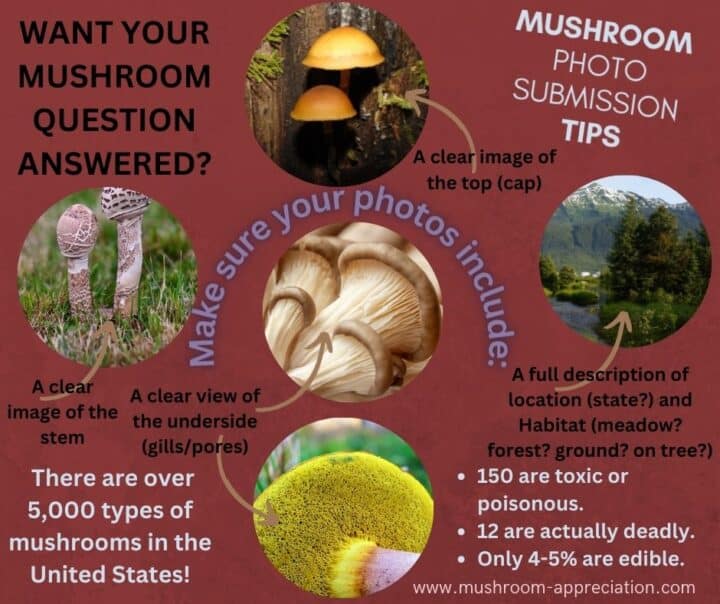 Is This Mushroom Poisonous? - Mushroom Appreciation