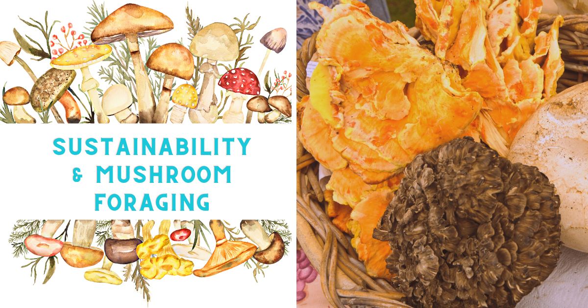 A Guide To Sustainable Mushroom Foraging - Mushroom Appreciation