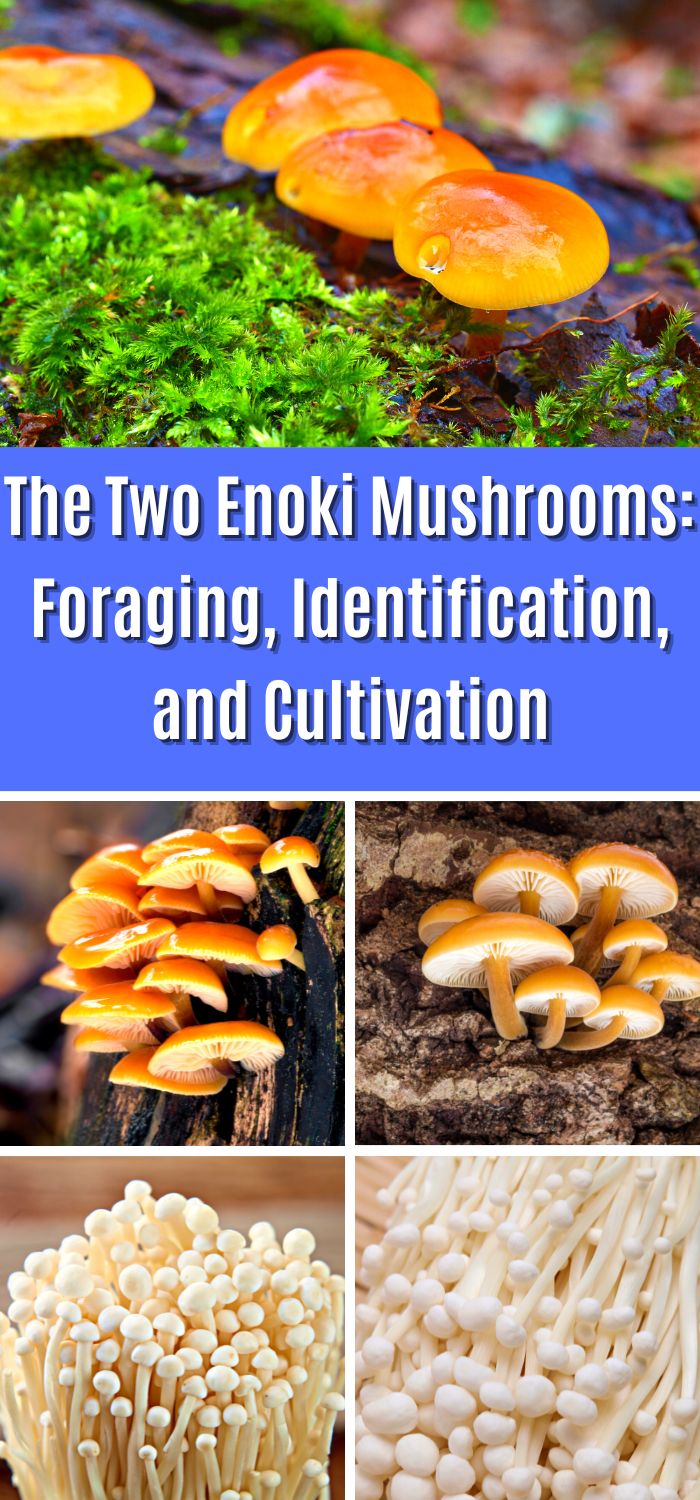 The Two Enoki Mushrooms: Foraging, Identification, and Cultivation ...
