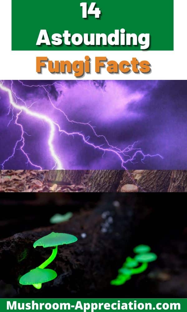 14 Astounding Fungi Facts - Mushroom Appreciation