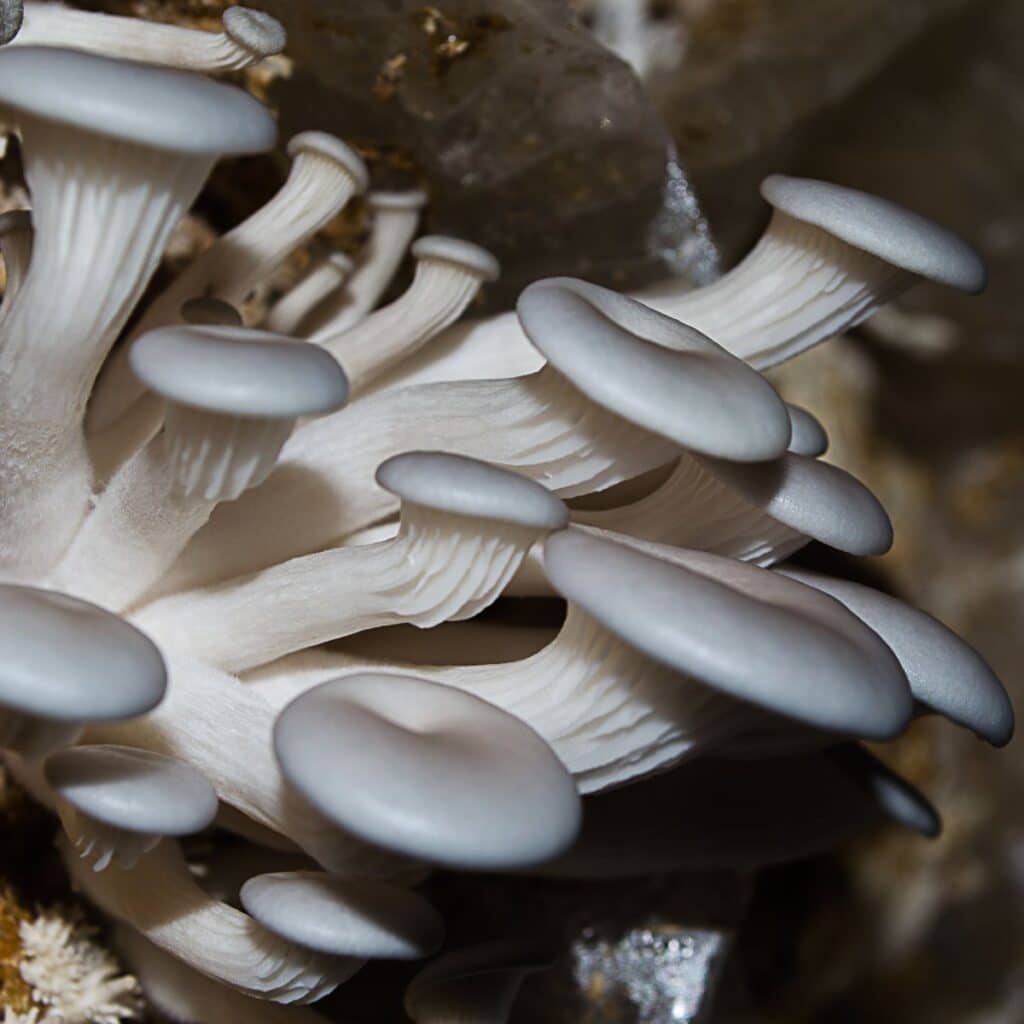 15 Best Mushrooms to Grow at Home - Mushroom Appreciation