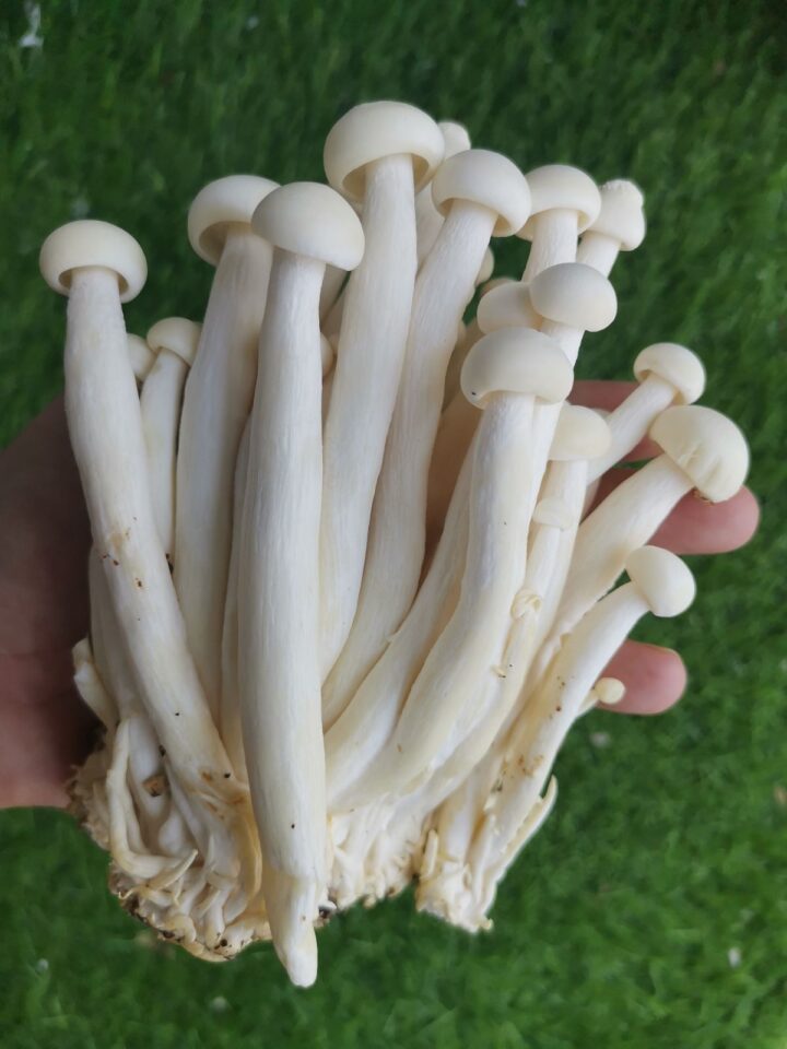 The Two Enoki Mushrooms Foraging Identification And Cultivation Mushroom Appreciation