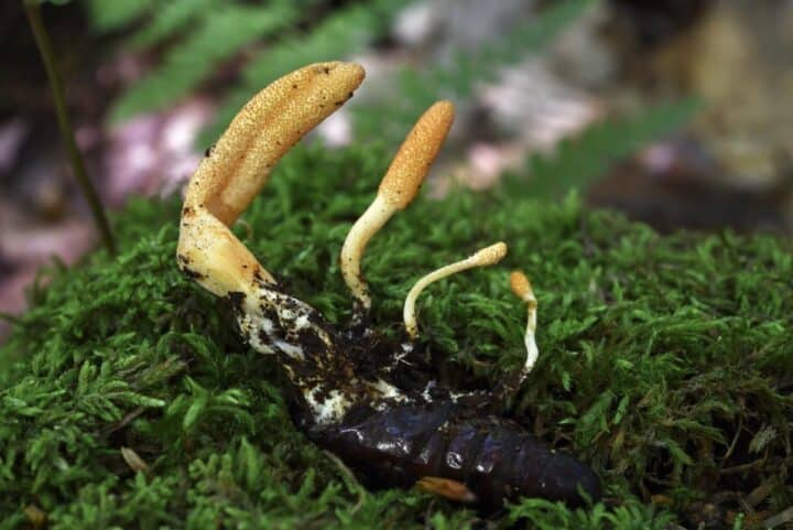 Guide to the Cordyceps Mushrooms of North America - Mushroom Appreciation