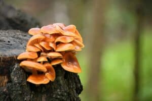The Two Enoki Mushrooms: Foraging, Identification, and Cultivation ...